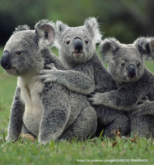 Three-Koalas